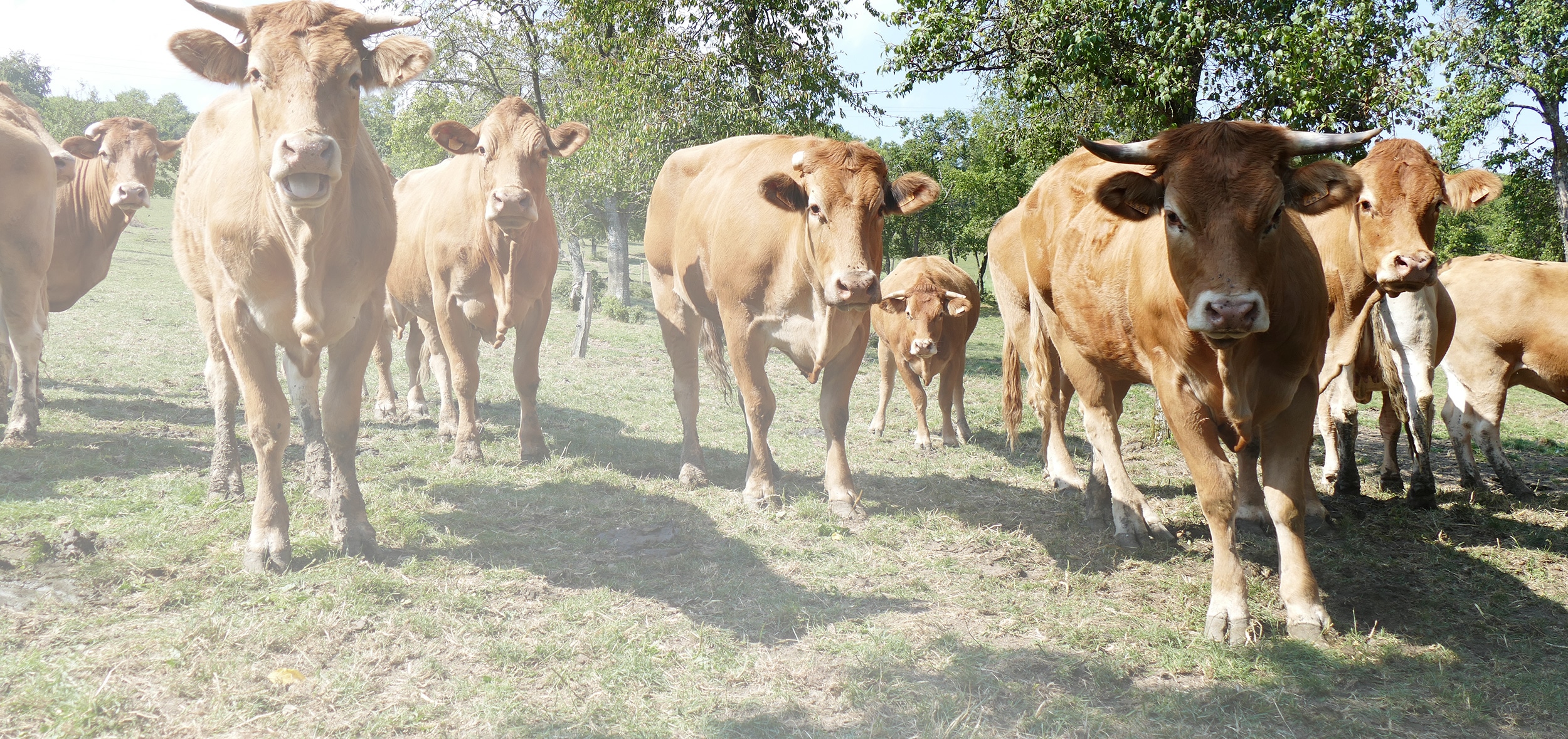 Conseils pour l'Elevage : Accompagnement Technique et Stratégique - EMC2